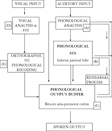 Rethinking phonological loop in working memory model: phonological ...